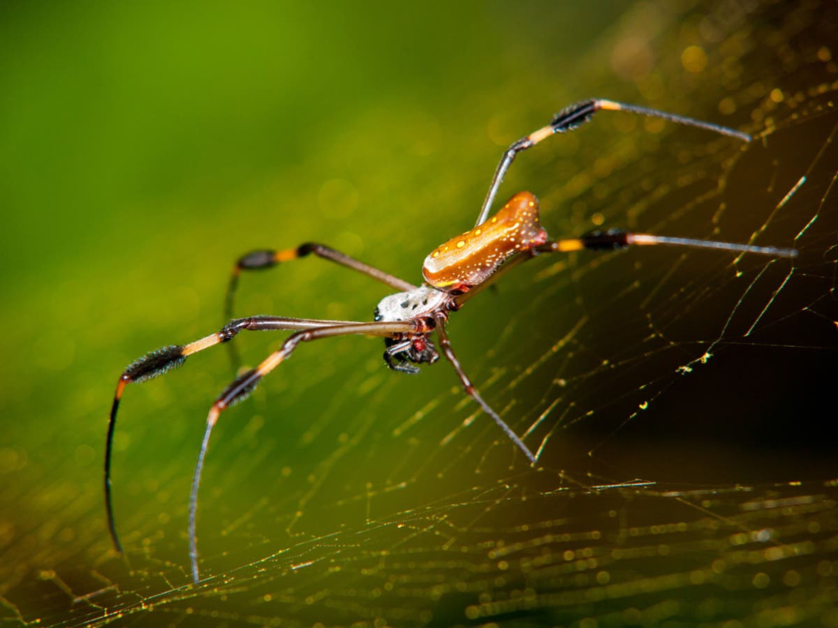 Well, it worked for Peter Parker: genetic scientists unleash power of ...