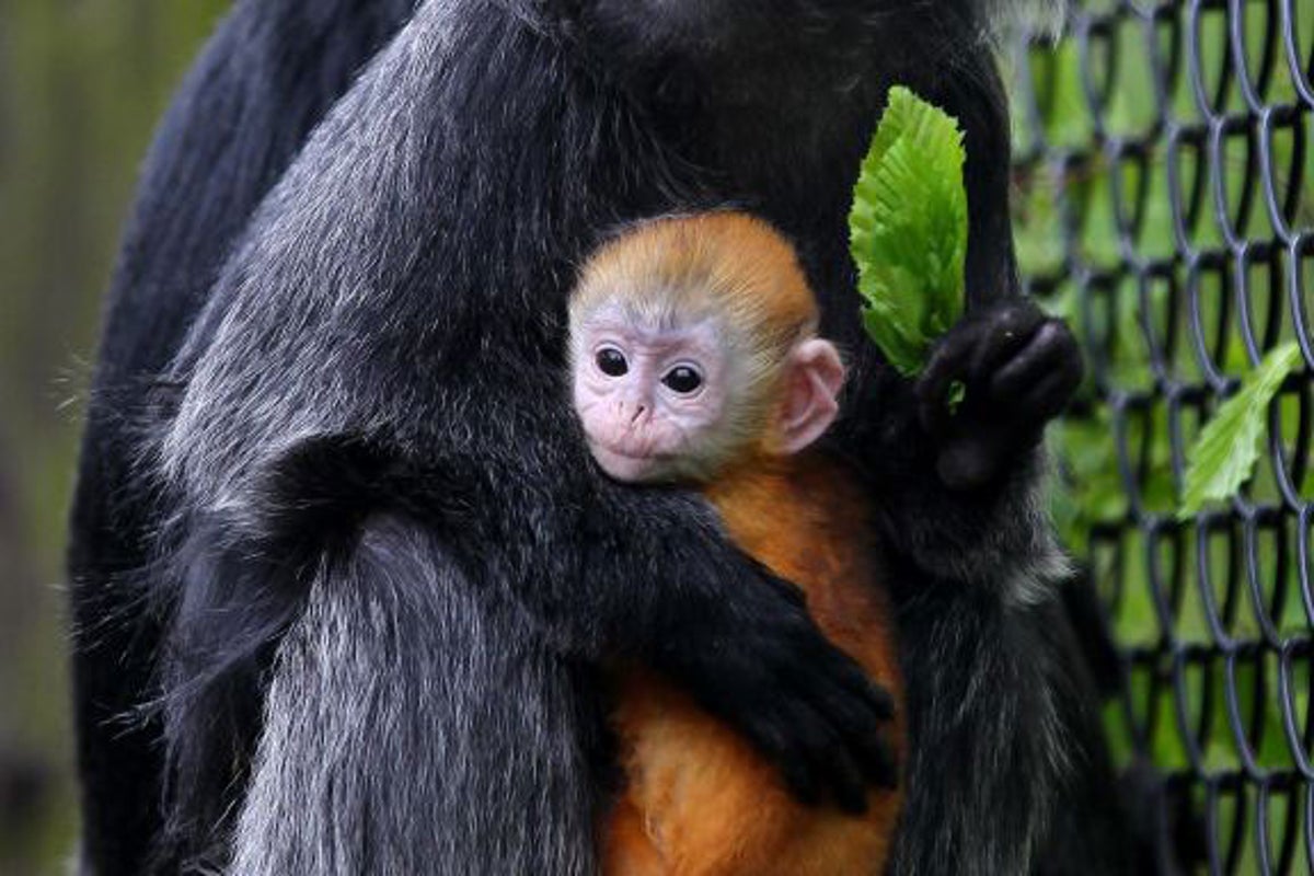 Rare Javan langur monkey born at Howletts Wild Animal Park | The ...
