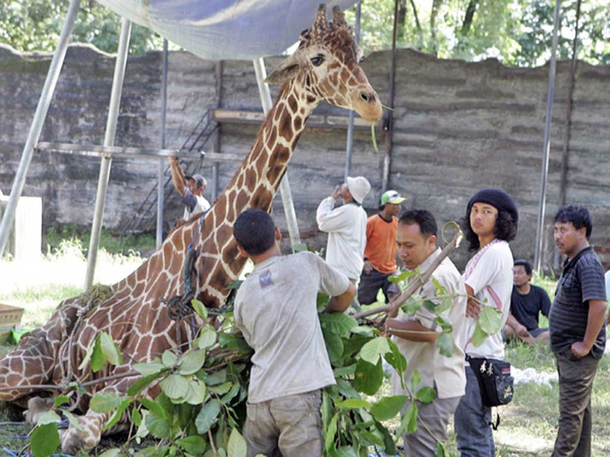 Animals left for dead in Indonesian zoos | The Independent | The ...