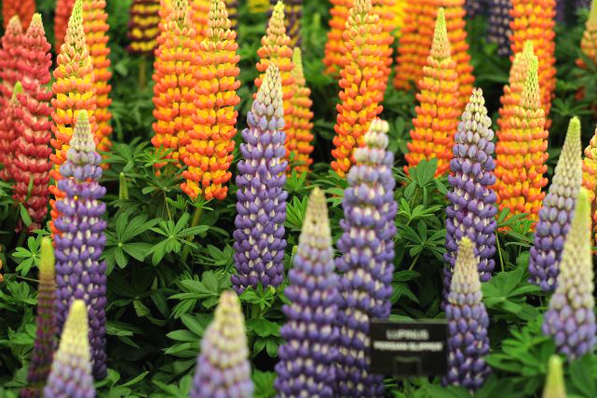 The explorers who brought now-everyday plants back to Blighty would put ...