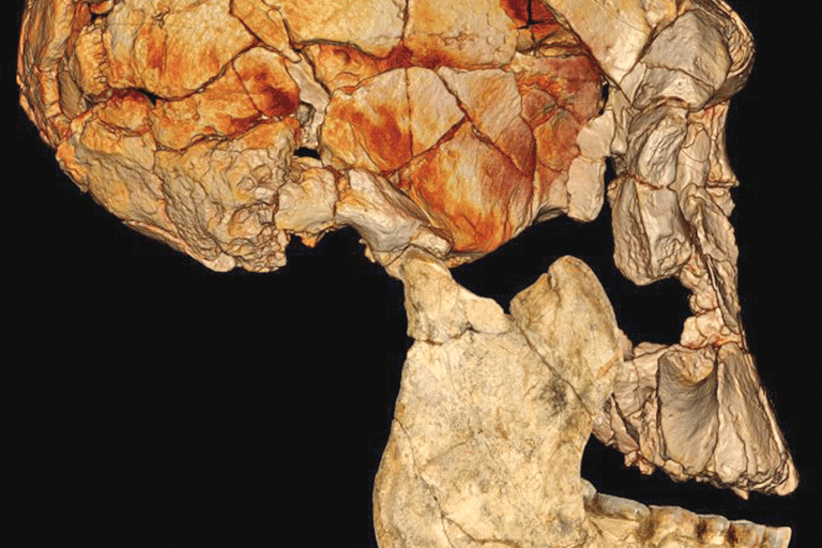 Fossil discovery rewrites the story of human evolution | The ...
