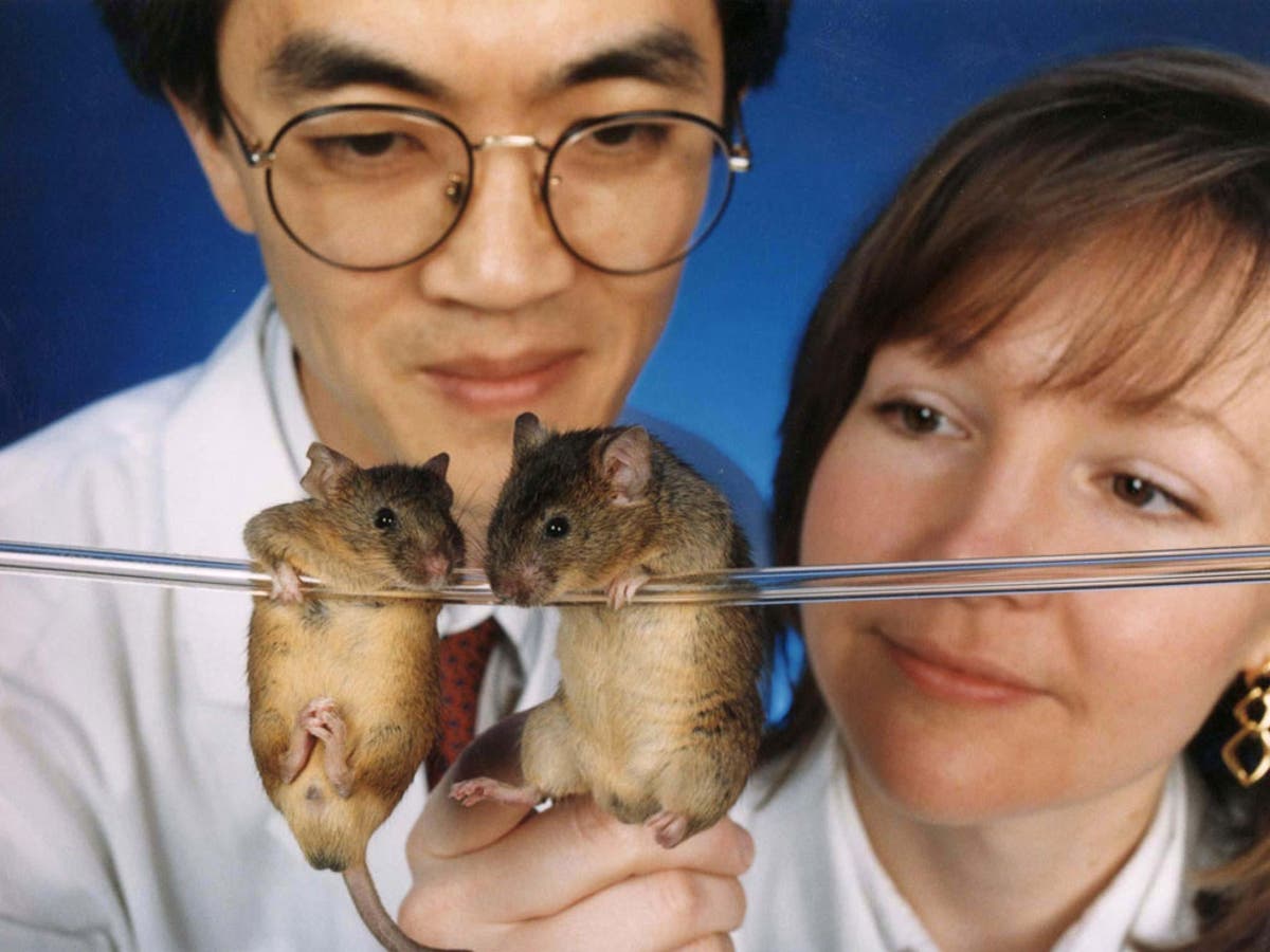 Universities report boom for sciences | The Independent | The Independent