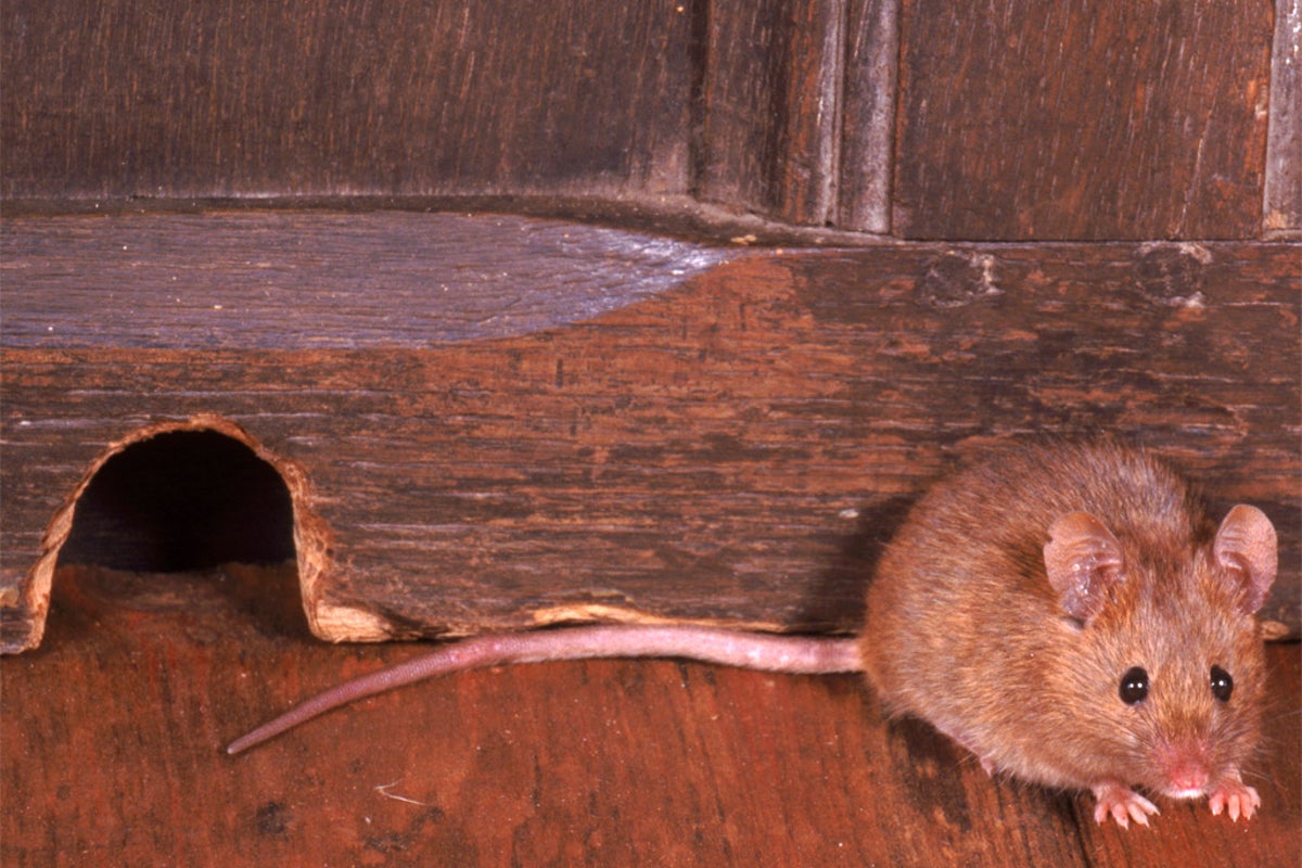 Vermin: Mighty mice are having their moment in the sun | The ...