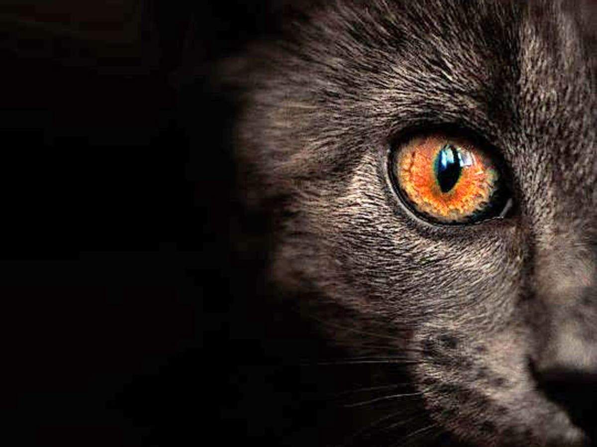 'Stone-cold serial killers': Domestic cats slaughter billions upon ...