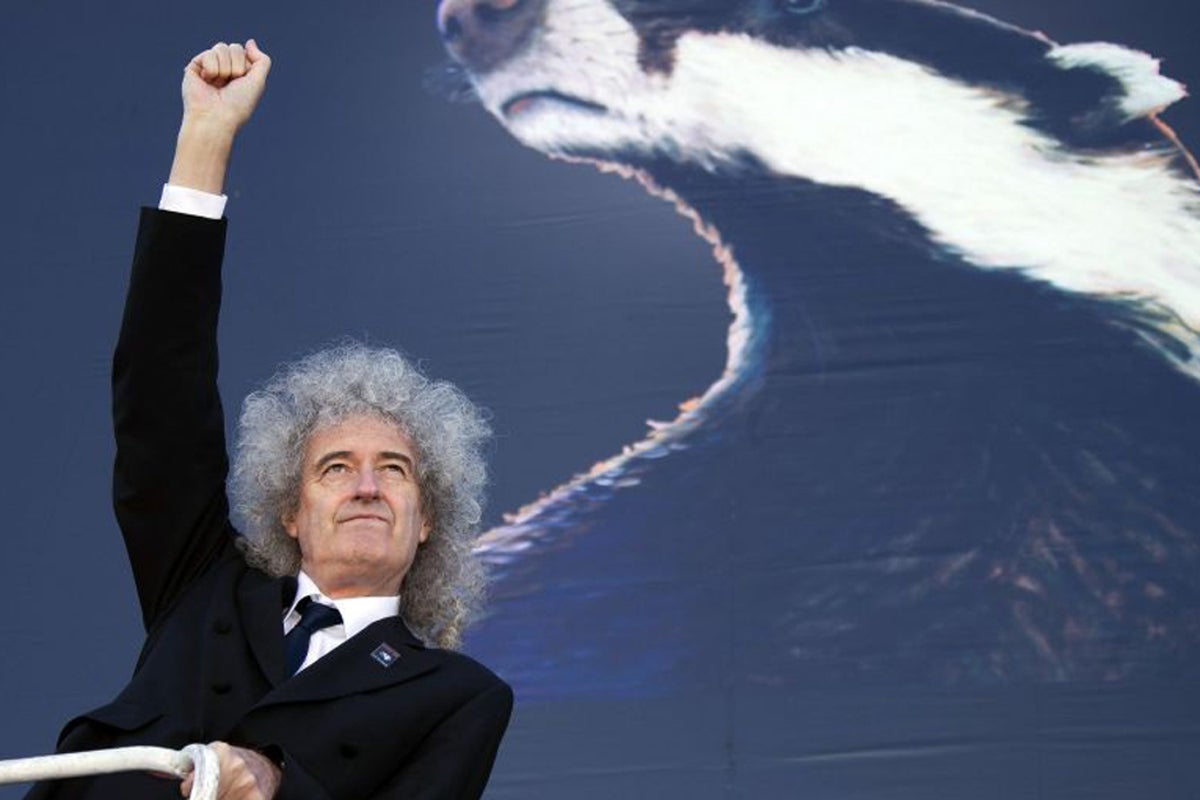 Brian May launches campaign against bager cull | The Independent | The ...