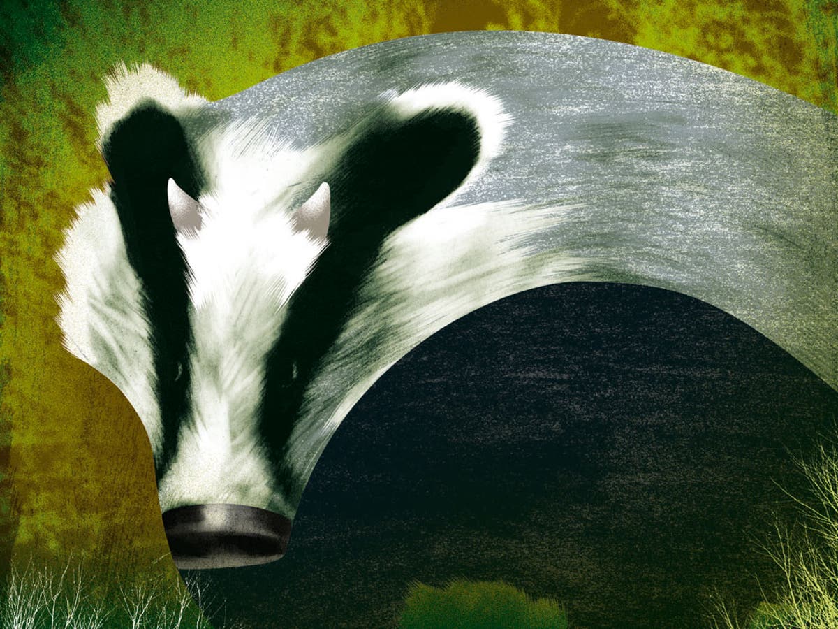 The badger: Hero or Villain? | The Independent | The Independent
