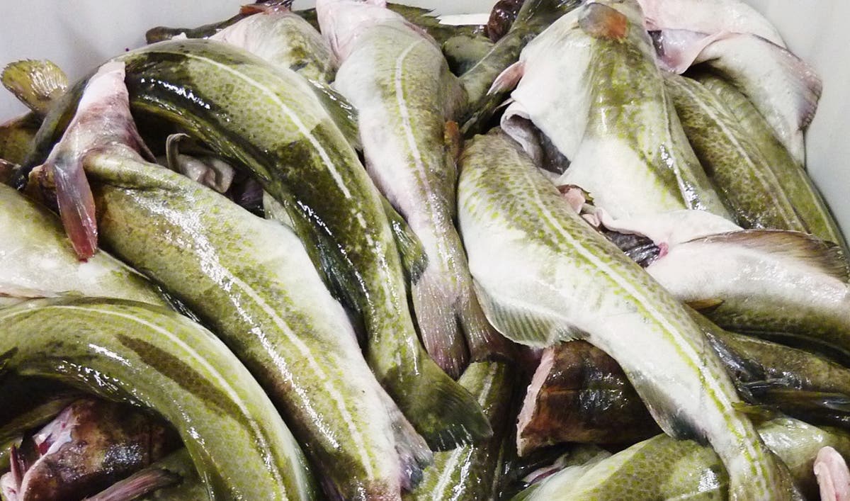 Oh my Cod! Fish in decline | The Independent | The Independent