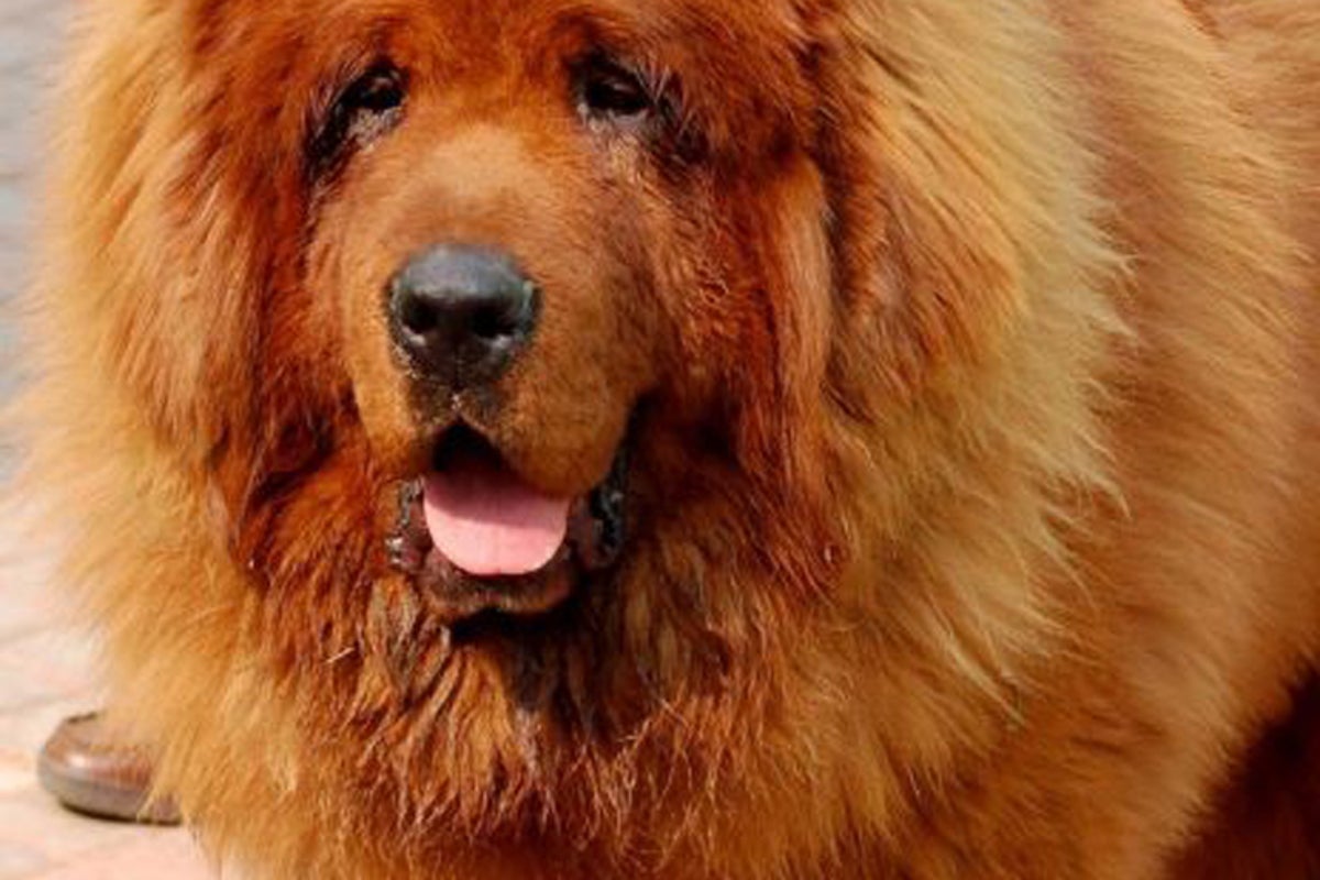 The £945,000 Red Tibetan mastiff and the Charolais bull sold for £ ...
