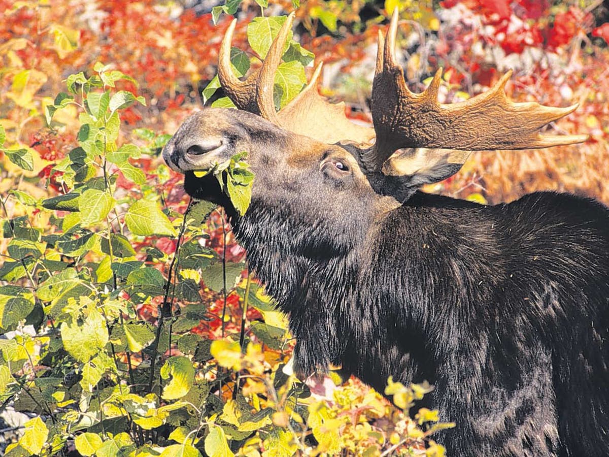 The rhythm of the American seasons | The Independent | The Independent