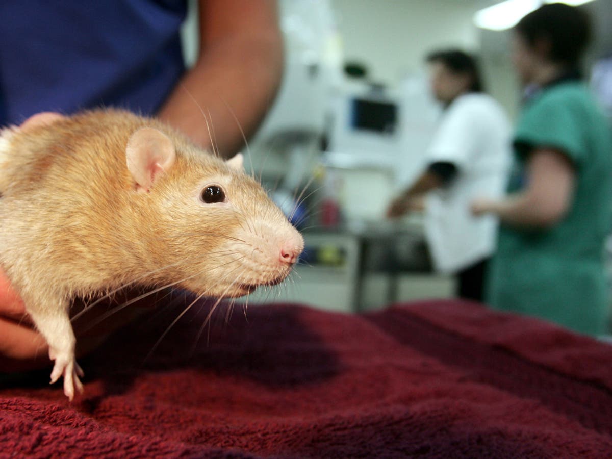 40 operations cancelled at embattled hospital after rat is discovered ...