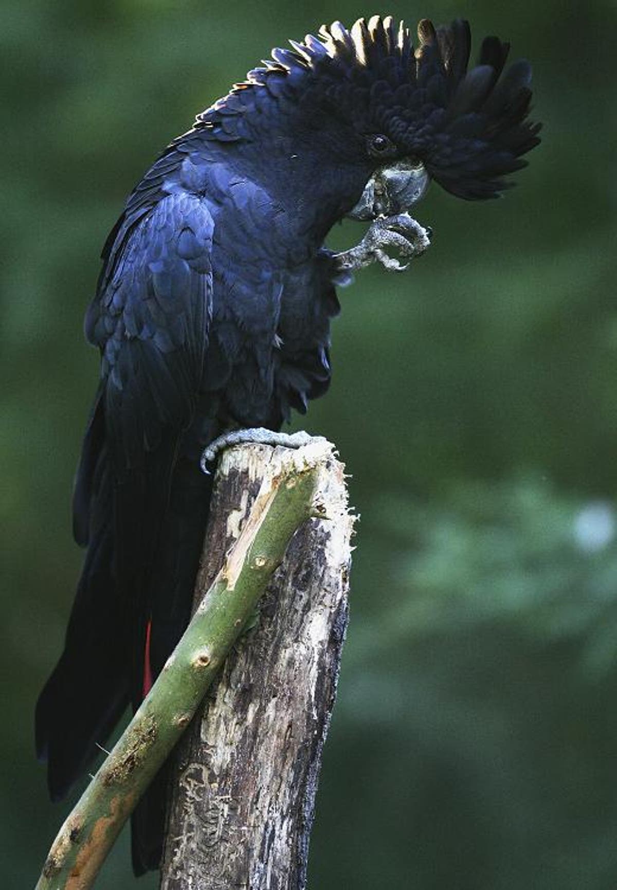 The innovative cockatoo: Figaro invents, makes and uses a tool | The ...