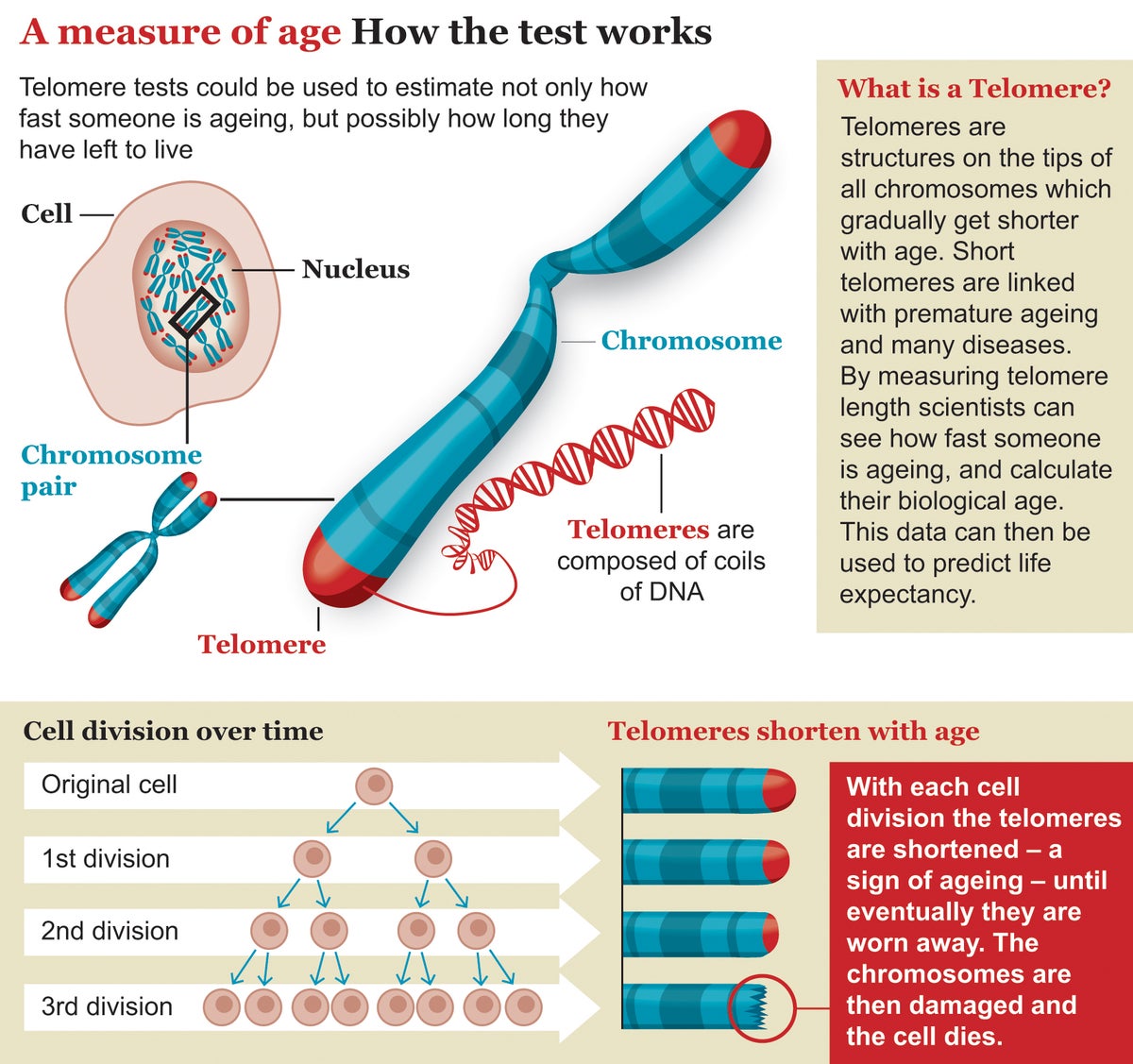 telomere test uk