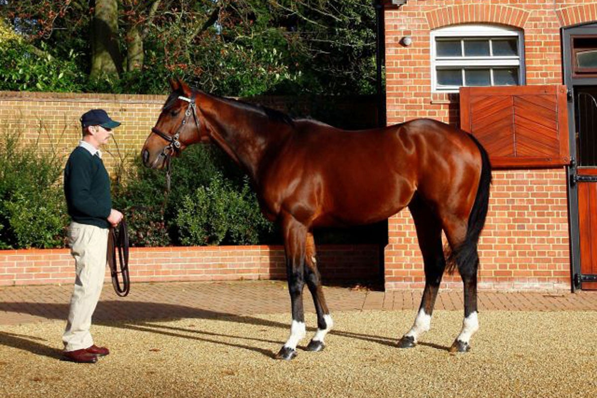 Frankel groomed for new rituals of the mating game | The Independent ...