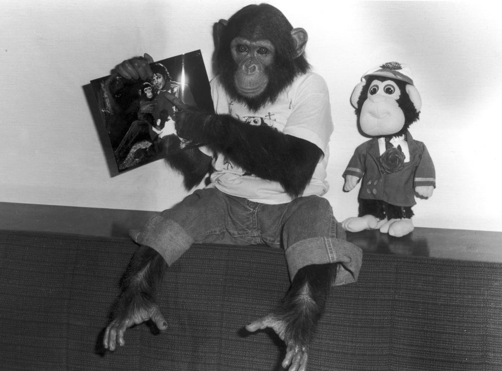 Michael Jackson's monkey paints $1,500 abstracts | The Independent ...