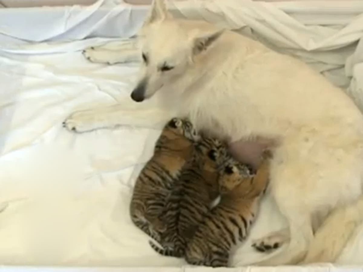 Must watch: Dog adopts orphaned tiger cubs in Russia | The Independent ...