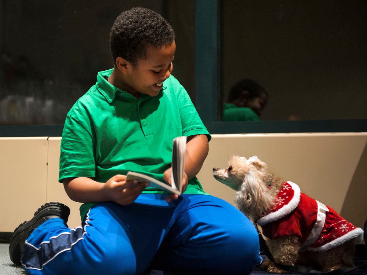 At libraries, dogs are all ears | The Independent | The Independent