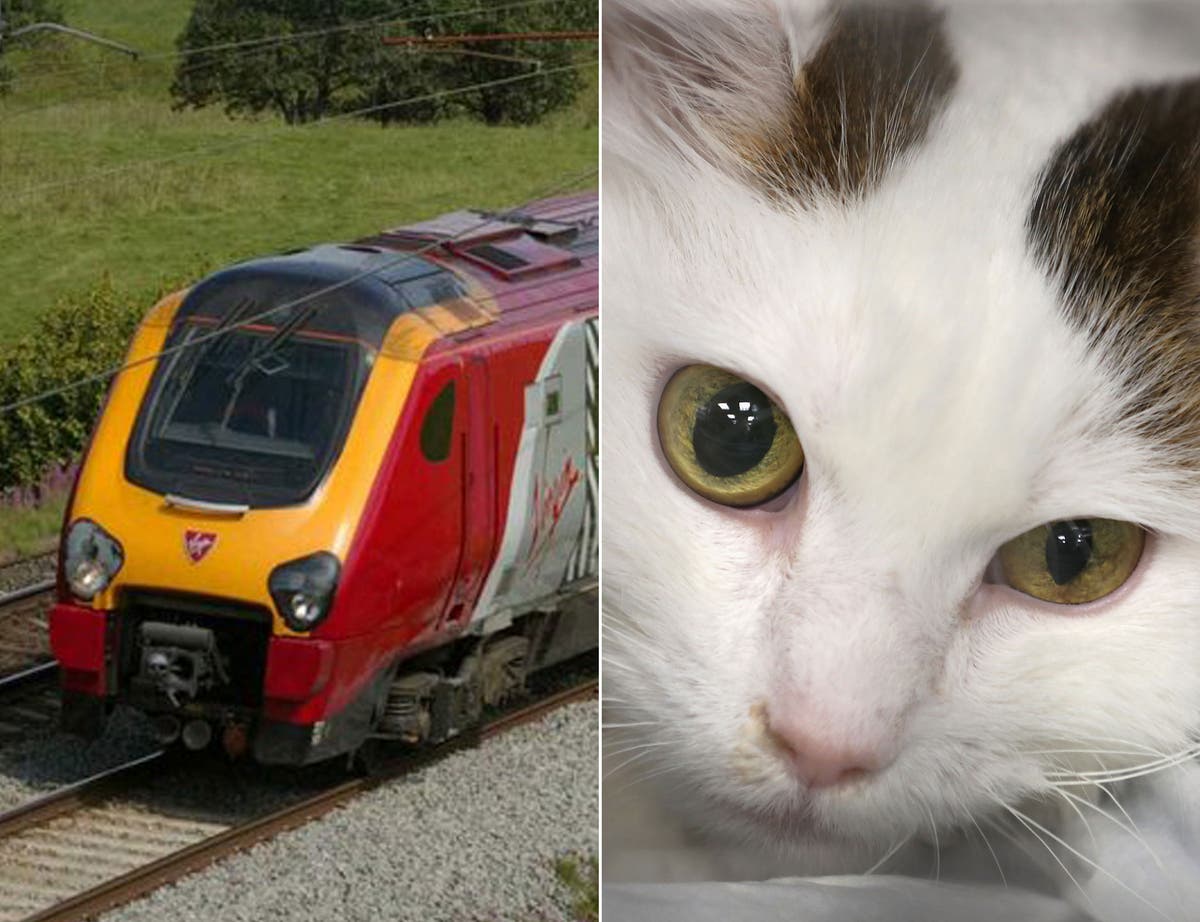InterKitty train: trapped cat travels 1,700 miles | The Independent ...