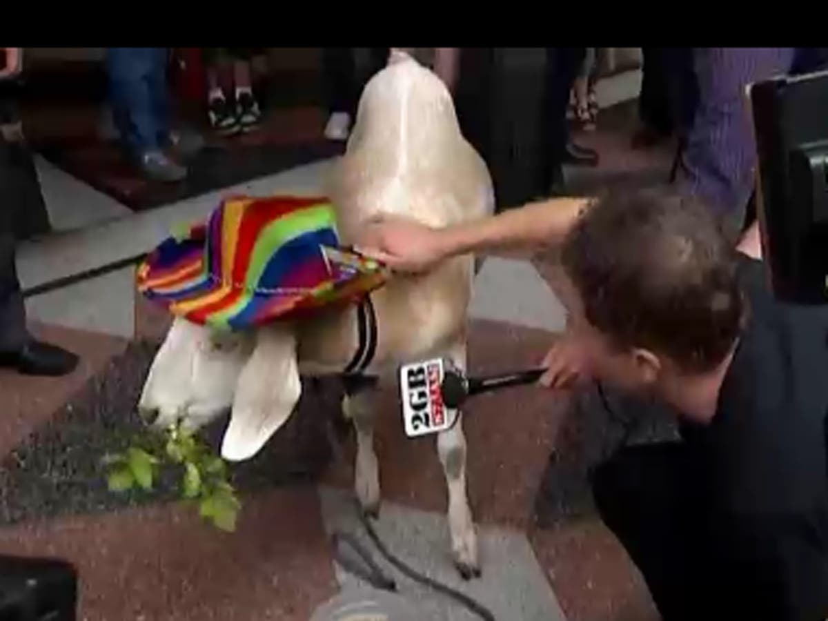 Video: Gary the goat has charges dropped | The Independent | The ...