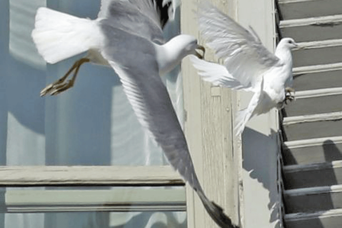 A Pope, a dove of peace and a seagull get together... | The Independent ...