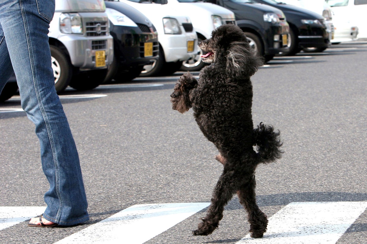 If you ask me...So if dogs were human, and we were their dogs | The ...