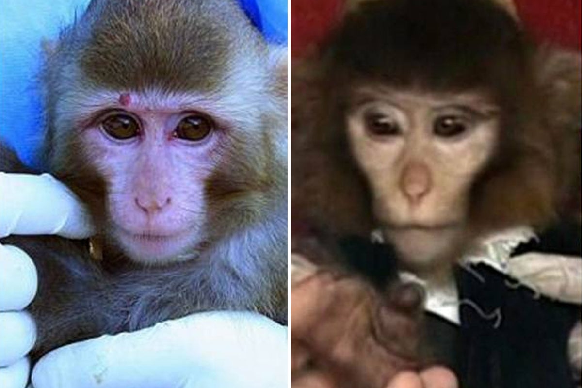 The mystery of the Iran space monkey is solved - the pictures showed ...