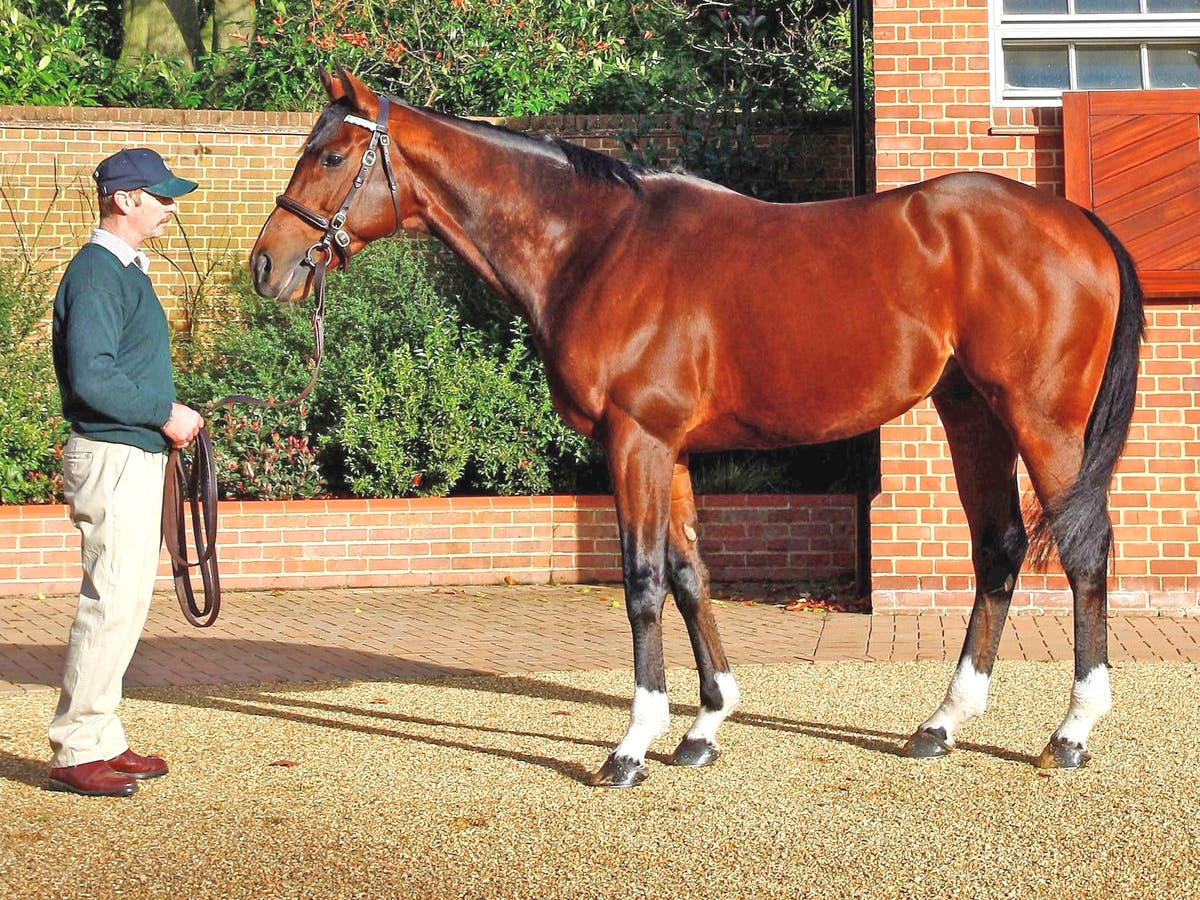 That Frankel’s an absolute stallion | The Independent | The Independent