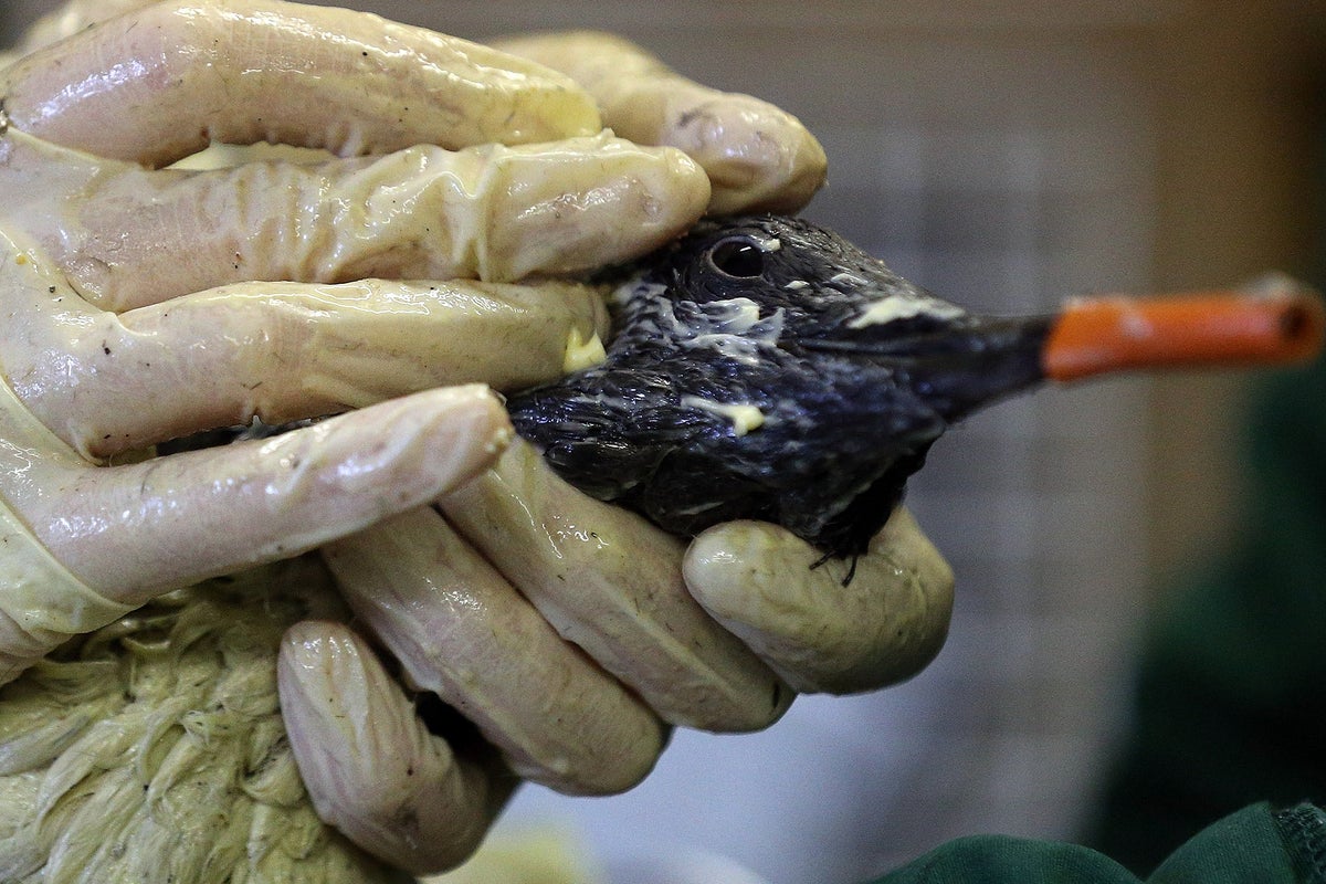 Scientists identify sticky gunk that killed seabirds off south coast ...