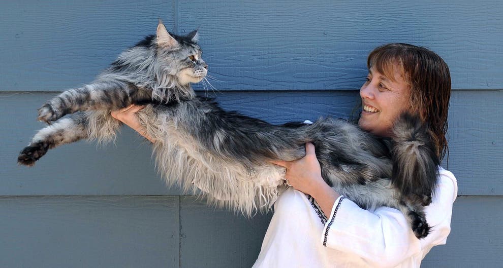 So long ... to the world's longest cat | The Independent | The Independent