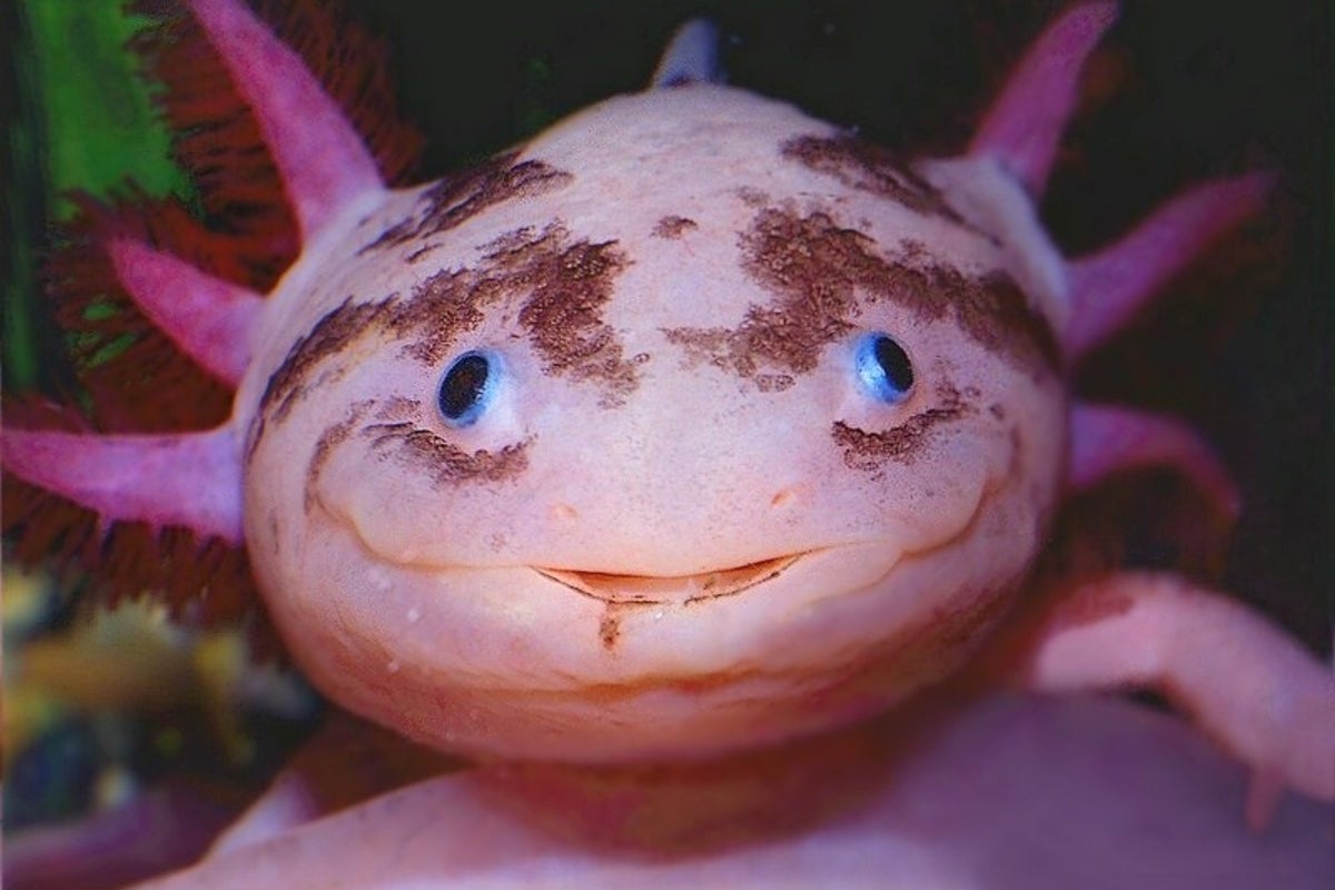 Move over axolotls! There’s a new ‘it’ animal in town this Christmas ...