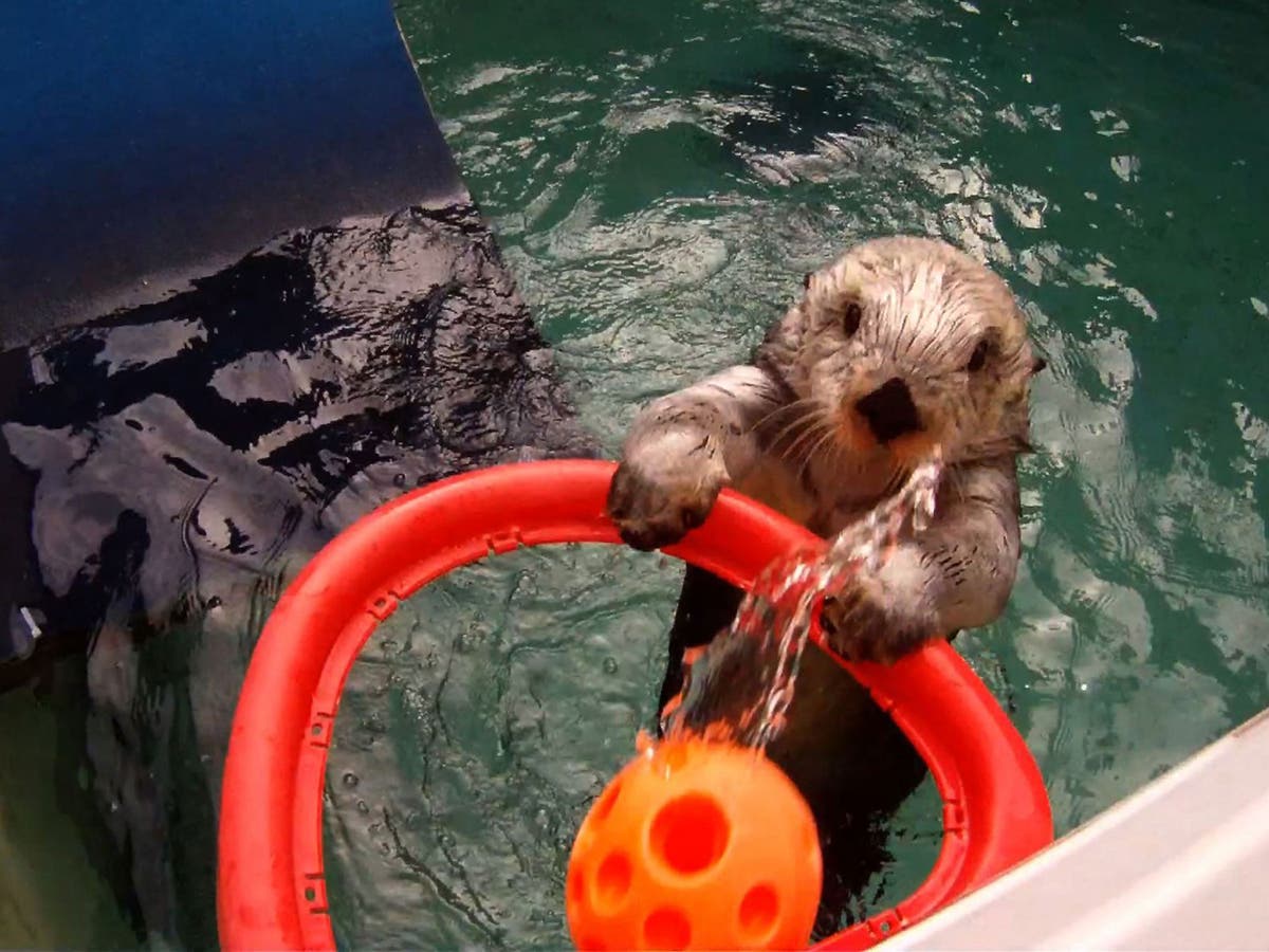 Eddie the basketball-playing otter fights arthritis one hoop at a time ...