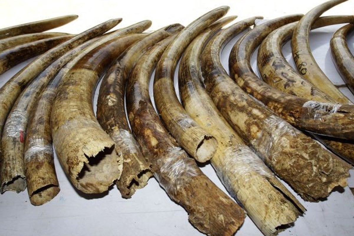 An end to elephants in Africa? Species at crisis point as illegal ivory ...