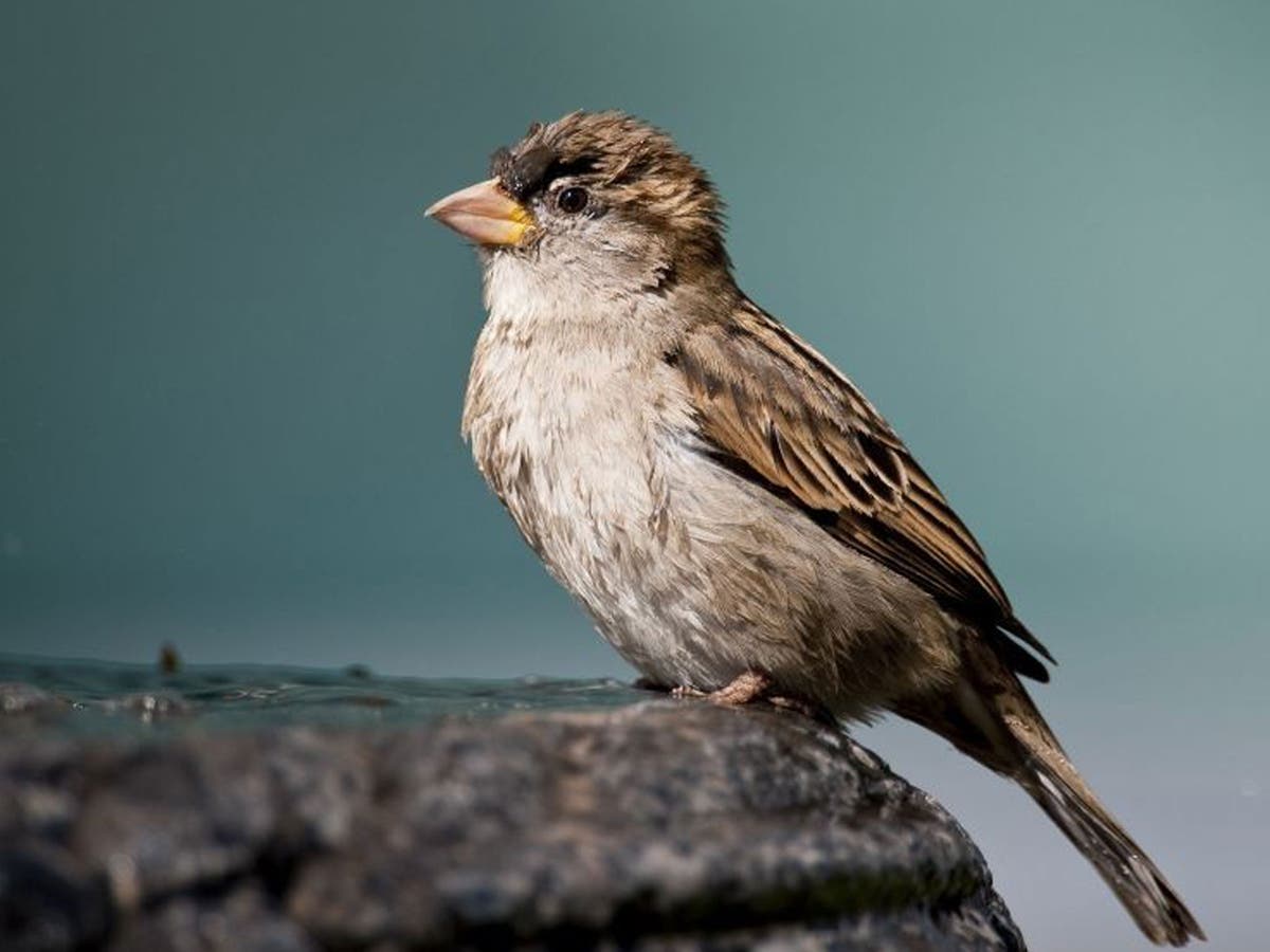 Don’t be fooled by this crumb of hope for the sparrow | The Independent ...
