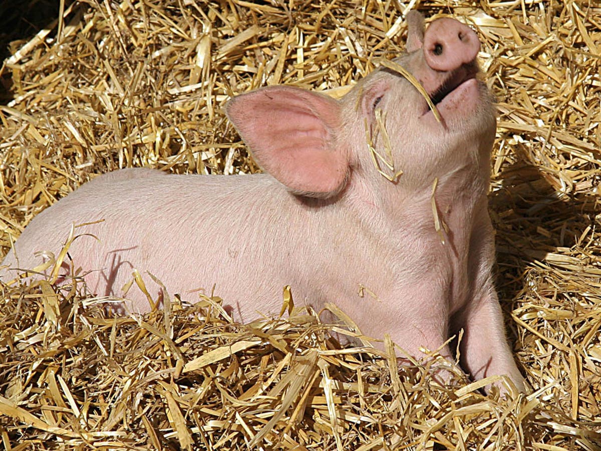 The primary school teaching about pig rearing is right: Children must ...