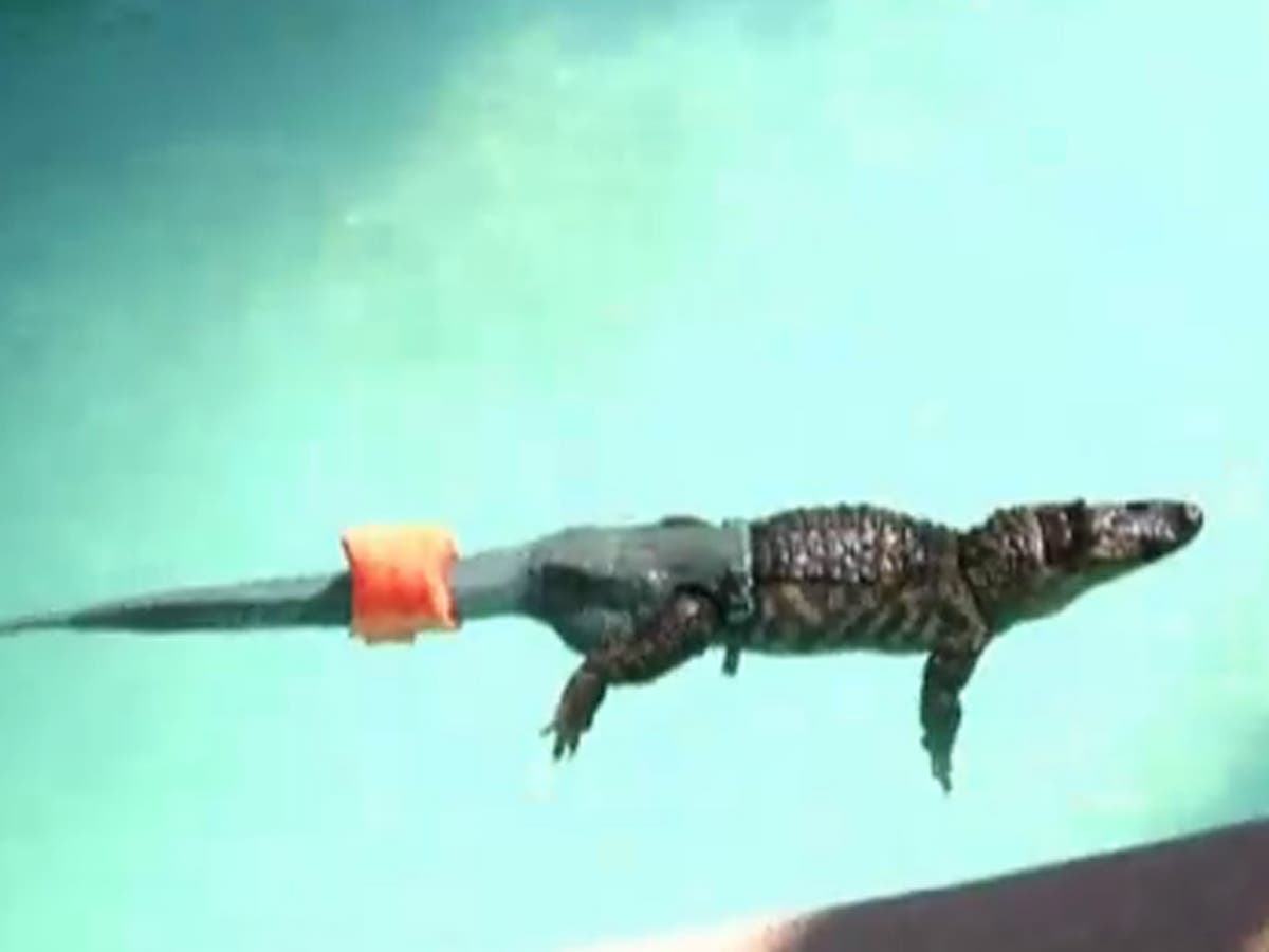 Video: Alligator gets prosthetic tail | The Independent | The Independent