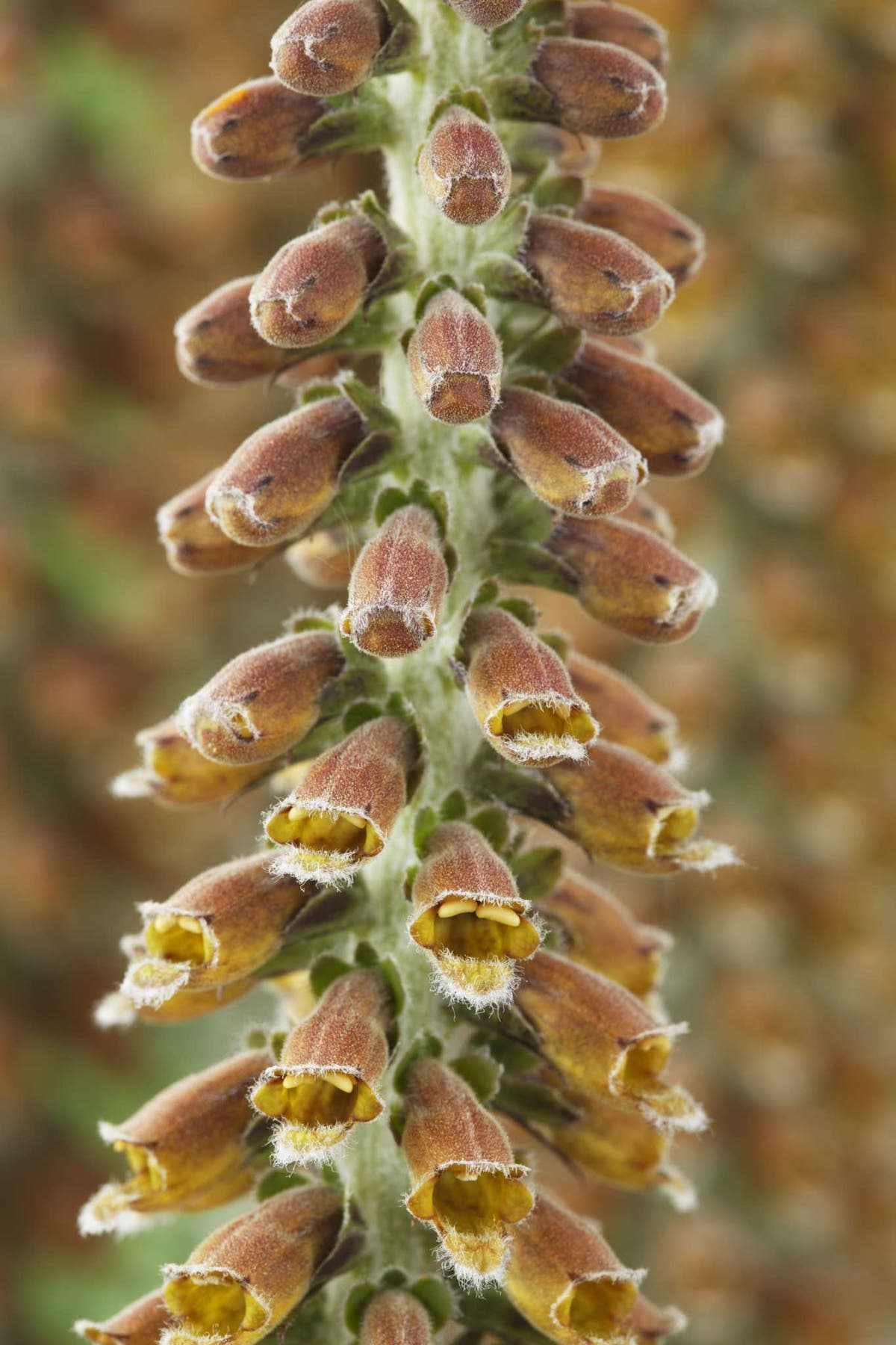 Cull of the wild: What to do when that stunning foxglove display doesn ...