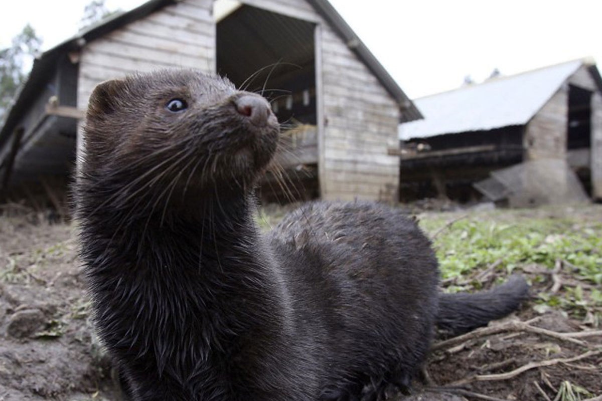 At least 12,000 mink dead as coronavirus spreads among fur farms in ...