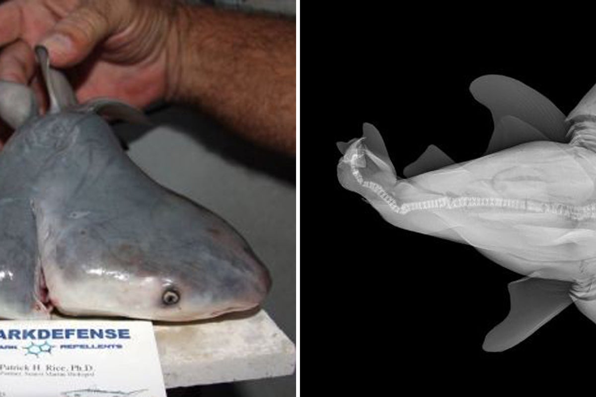 It's not just any two-headed shark. It's the rarest two-headed shark ...