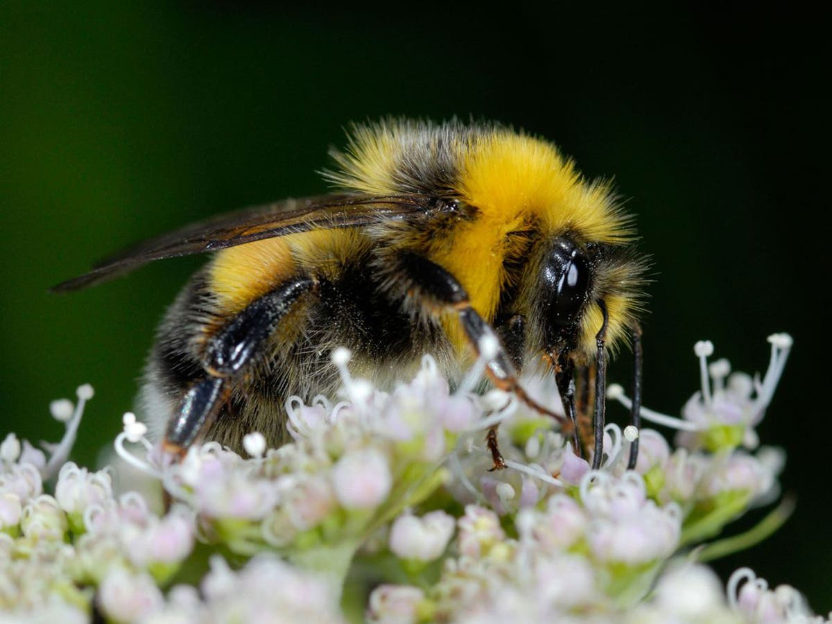This frozen spring has cost us the buzz of the English bumblebee | The ...