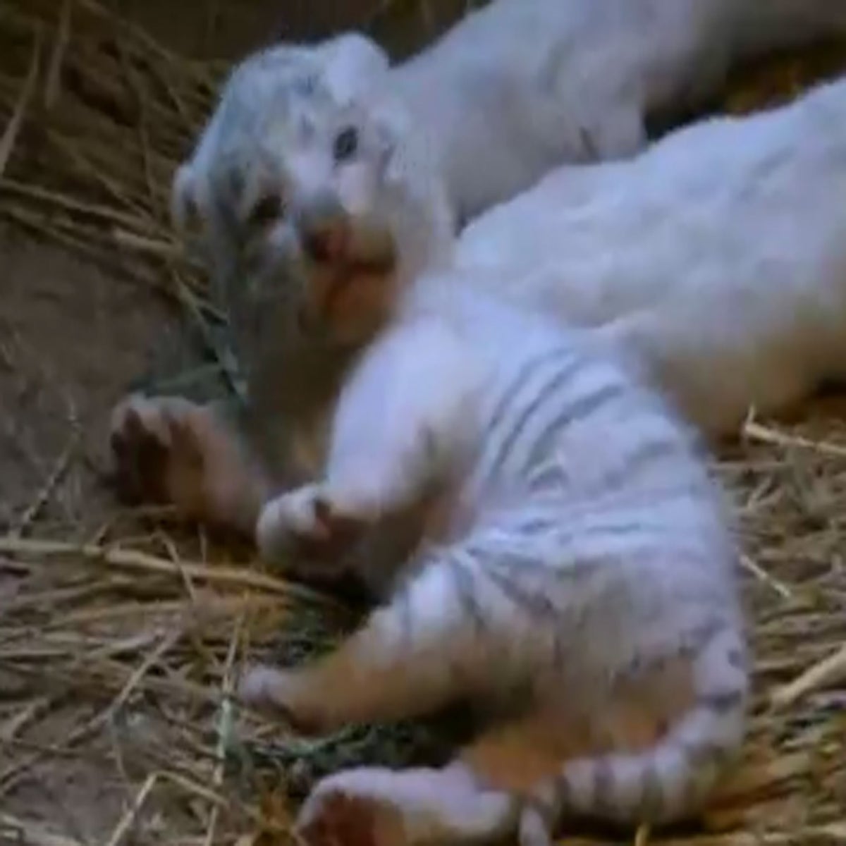 Rare White Tiger Cubs Debut In Japan At Tokyo Zoo Daily