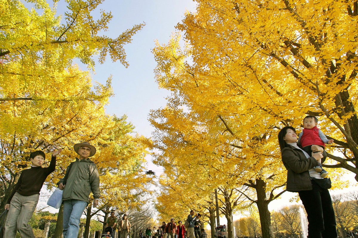 Born survivor: The ancient Chinese tree that survived the dinosaurs and ...