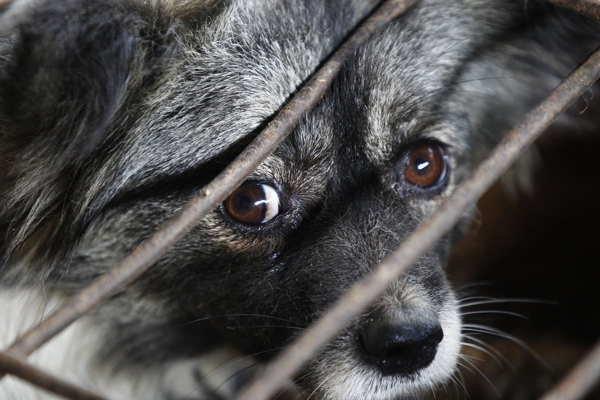 Animal cruelty convictions up 33% in England and Wales | The ...