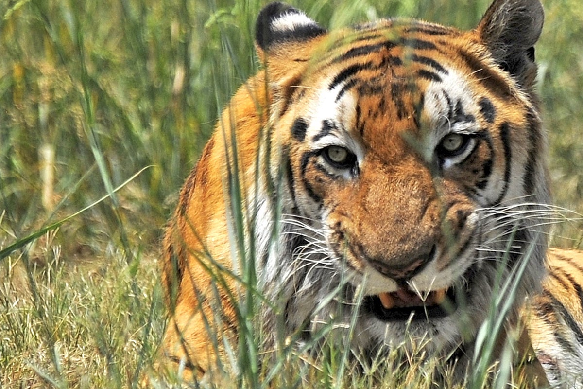 Indian tigers face extinction due to inbreeding and 'lack of genetic ...