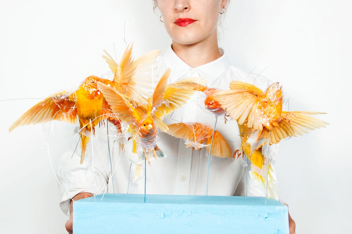 Polly Morgan: The taxidermy artist talks llama rides, eyeball scarves ...