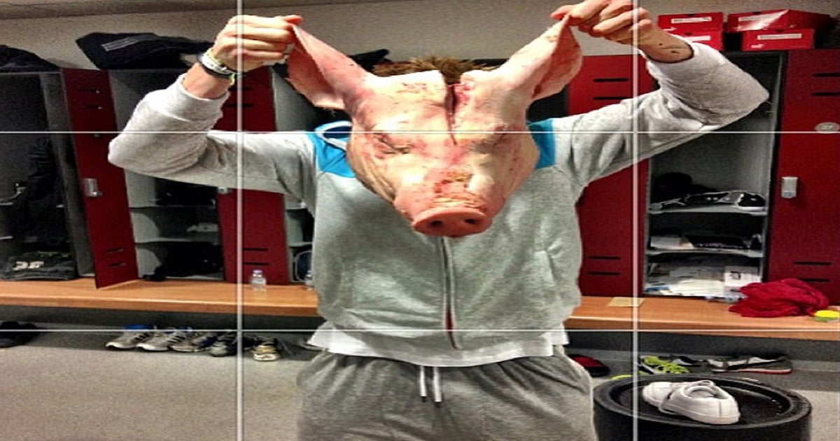 pig head uk