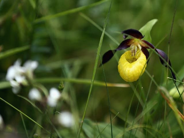 Lady’s-slipper orchid, once nearly extinct, found in the wild for first ...