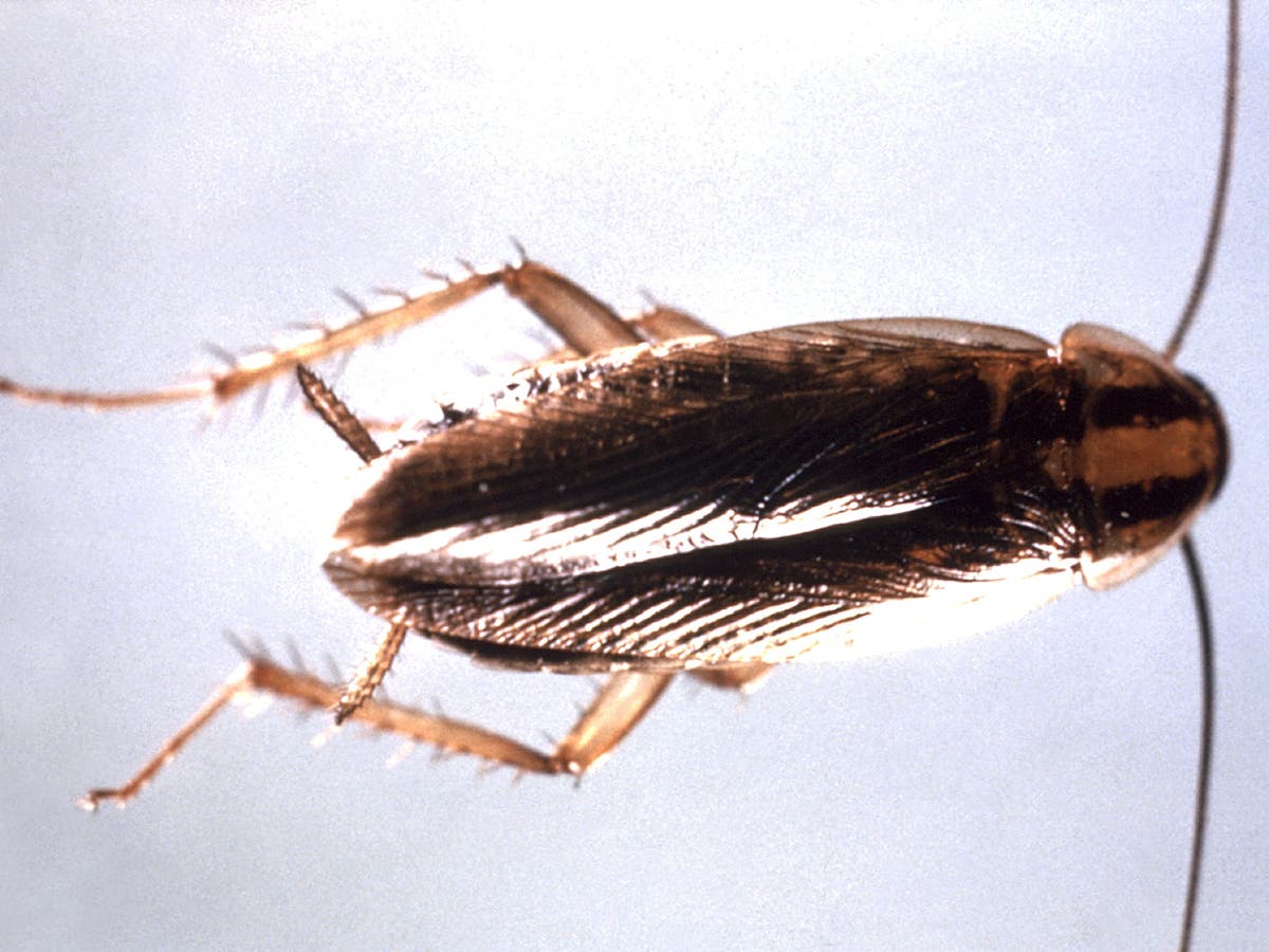 Doctor pulls 2cm long cockroach from Hendrik Helmer's ear | The ...