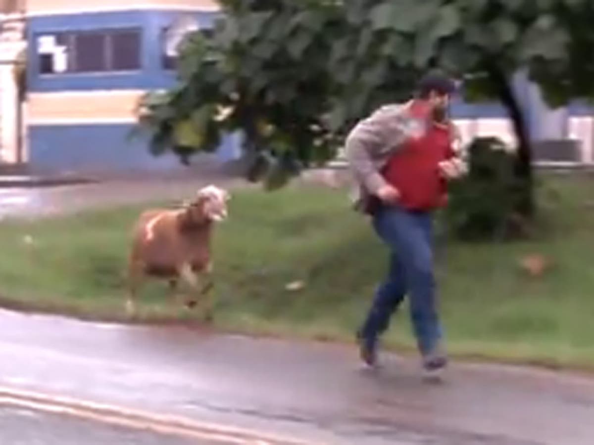 Video: Disgruntled goat becomes internet hit after going on rampage in ...