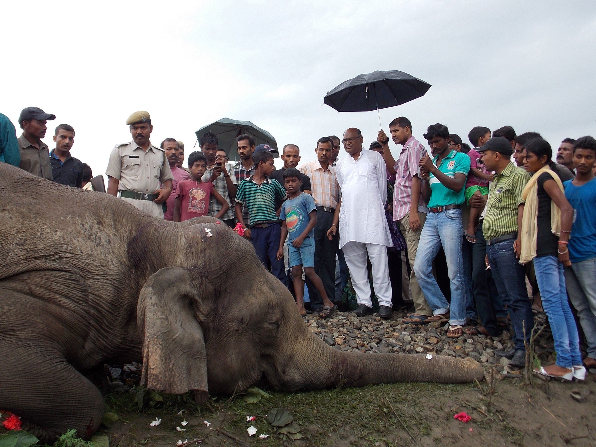 Speeding train kills four elephants in India | The Independent