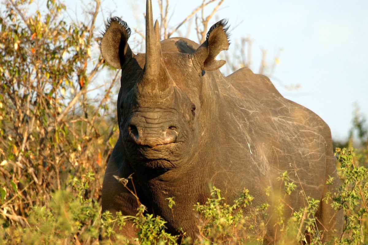 Google gives £500,000 to project using camera traps to help save Rhinos ...