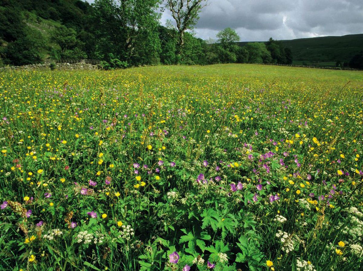 Nature Studies: Meadows are the wildflower experience taken to the ...
